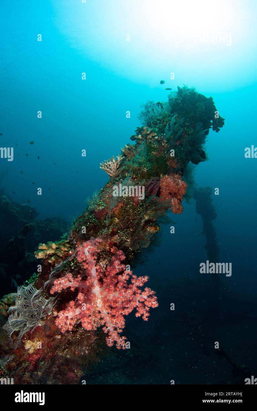 Coral-covered turret with Carnation Coral, Spongodes sp, and sun in ...