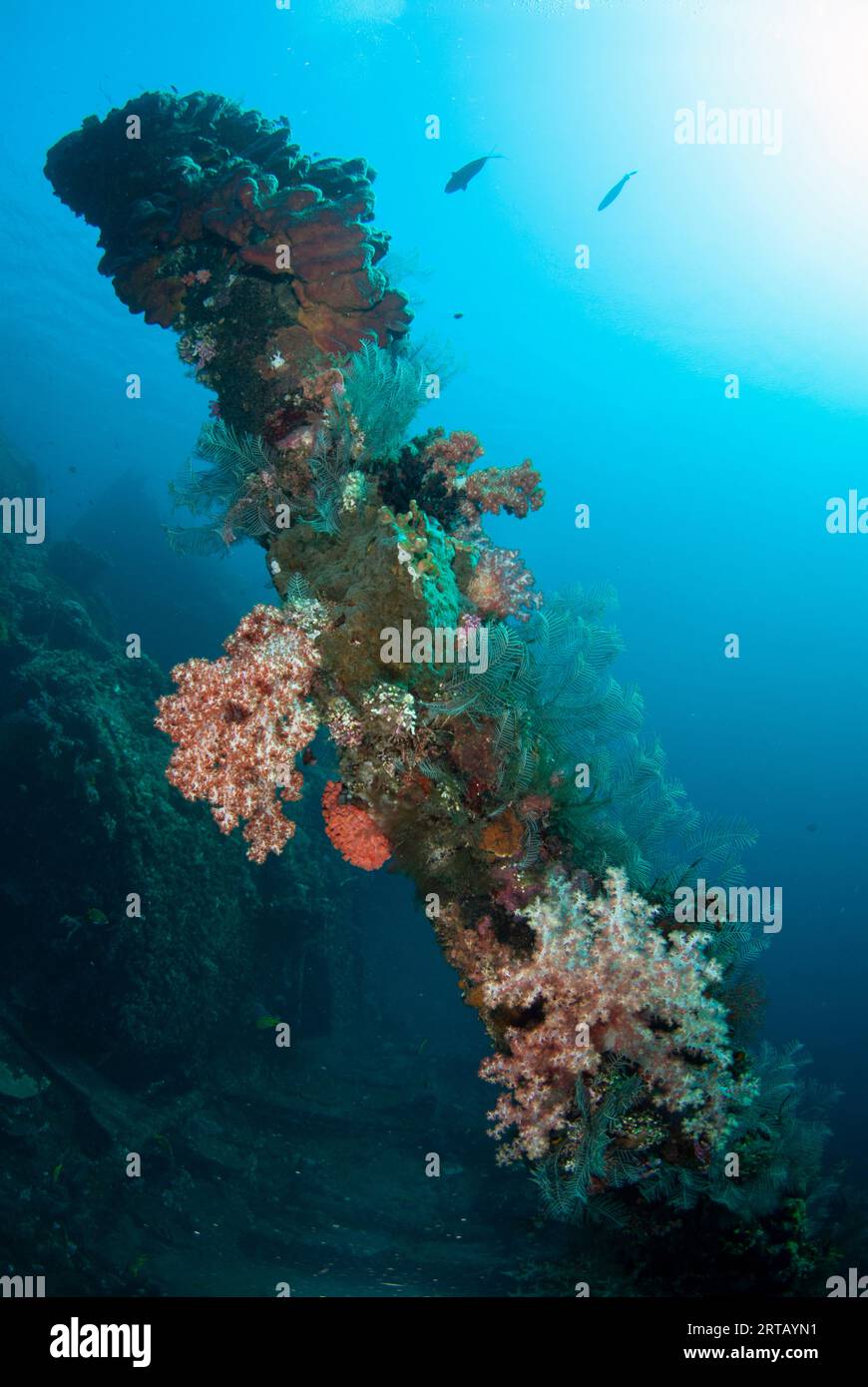 Turret coral hi-res stock photography and images - Alamy