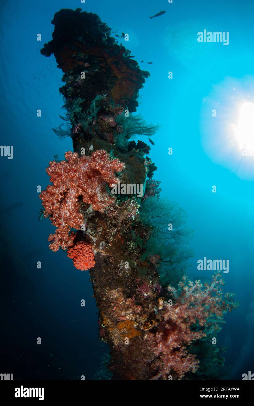 Coral-covered turret with Carnation Coral, Spongodes sp, and sun in ...