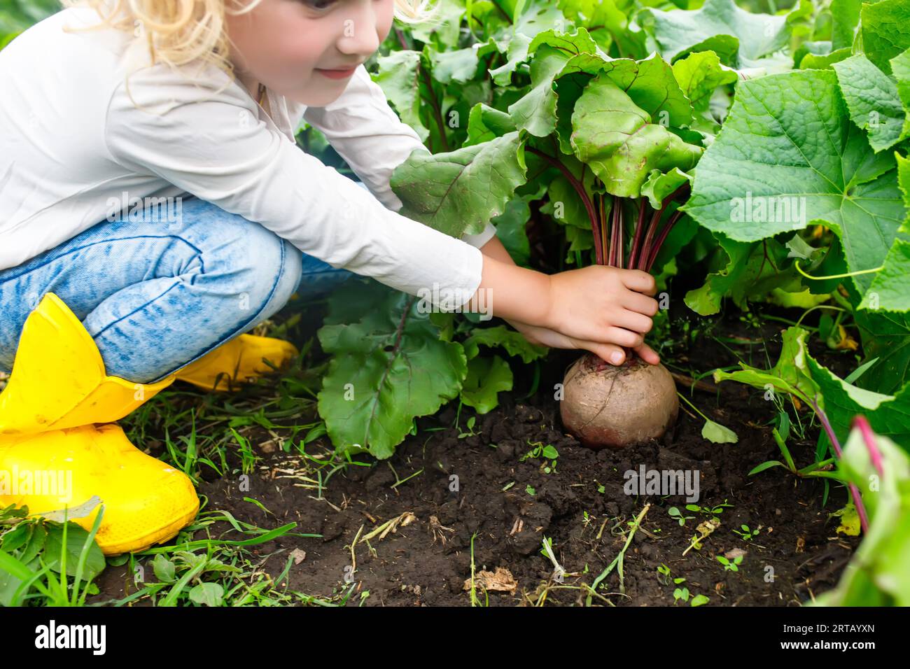 Child's connection with nature: Little girl joyfully pulling a fresh ...