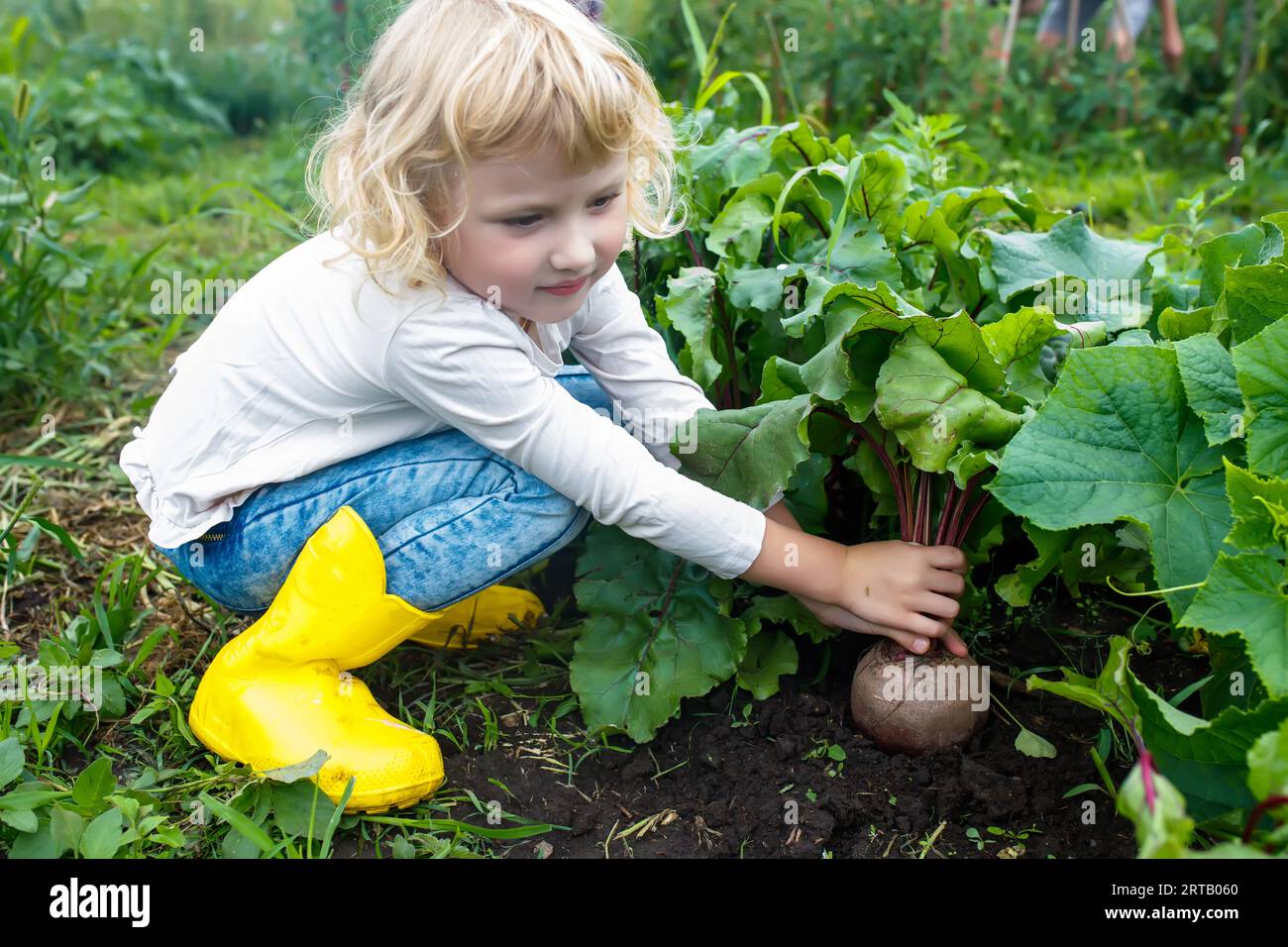 Autumn's bounty in little hands: A happy child plucking a beetroot from ...