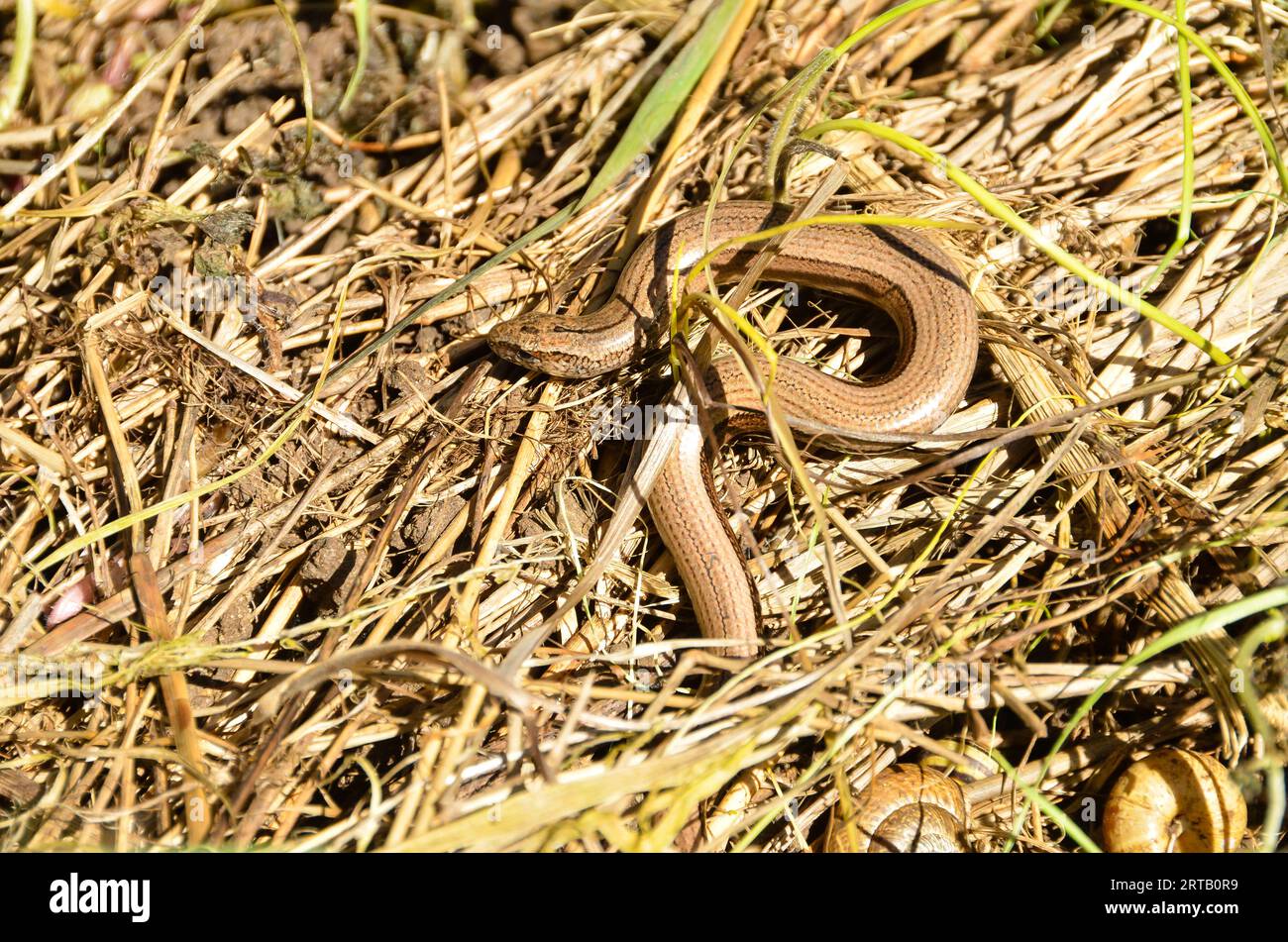 Hanging worm hi-res stock photography and images - Alamy