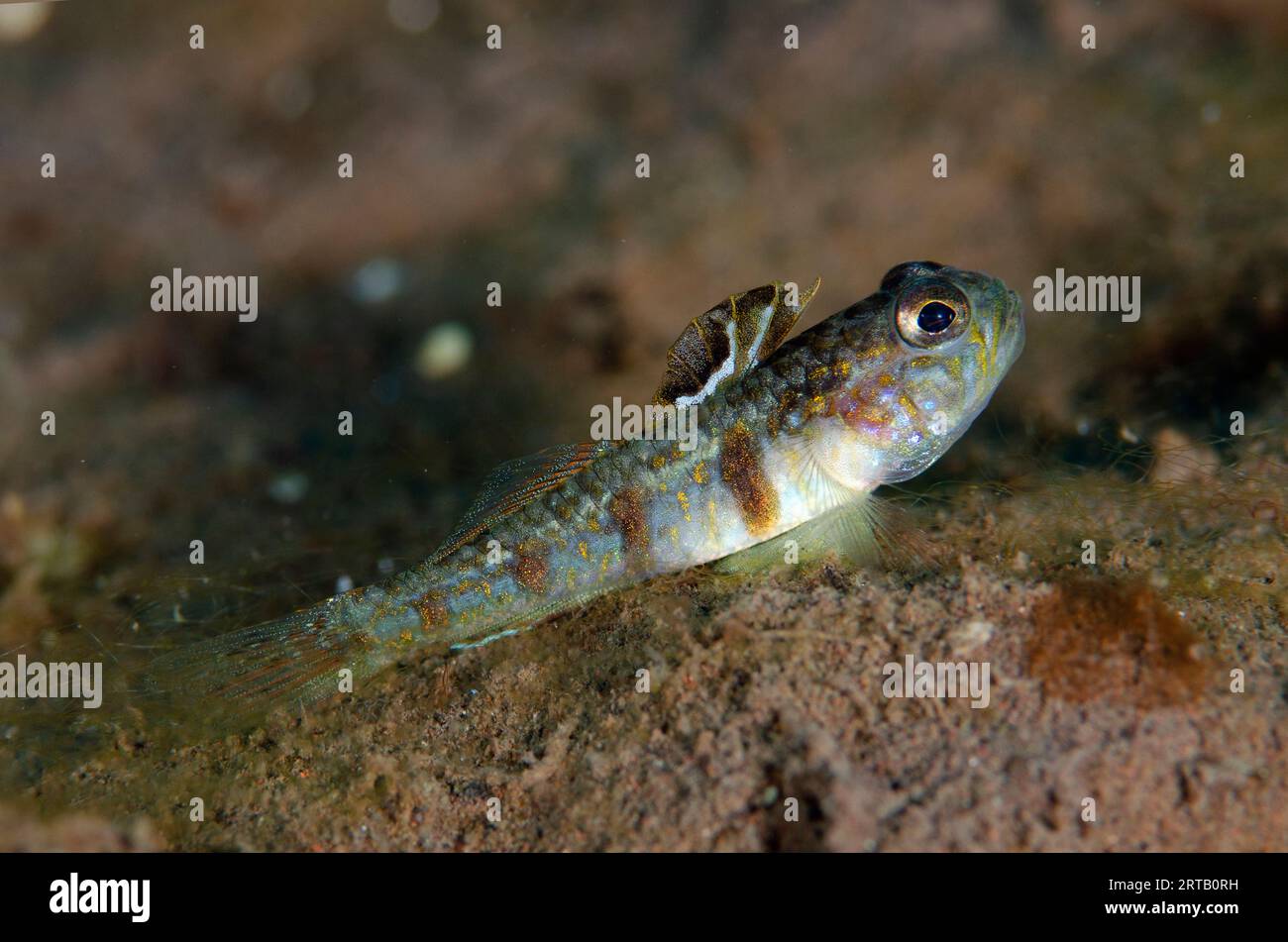 Kojiro Goby, undescribed new species, Gobioidei Family, on sand, Batu ...