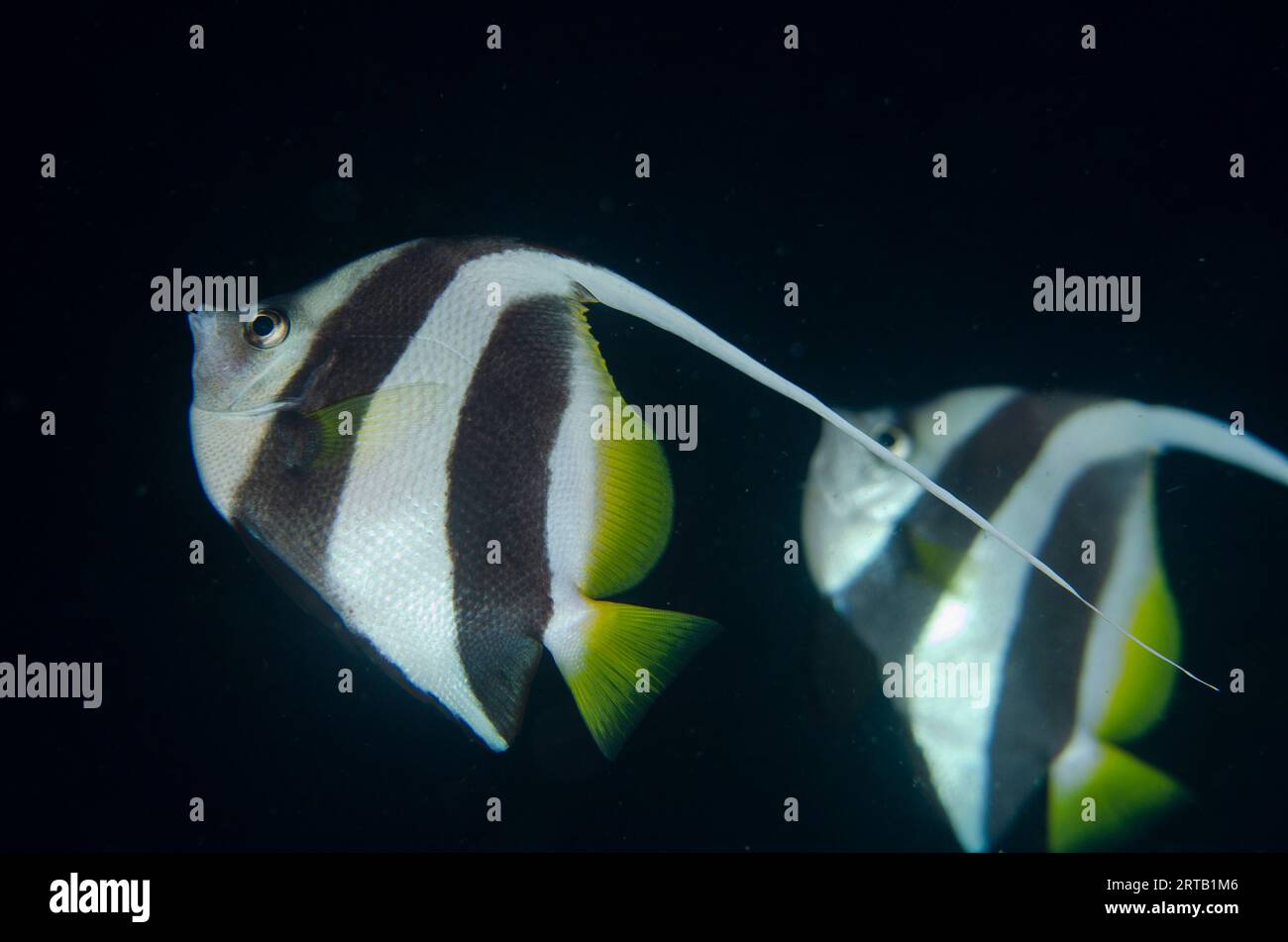 Pair of longfin bannerfish hi-res stock photography and images - Alamy