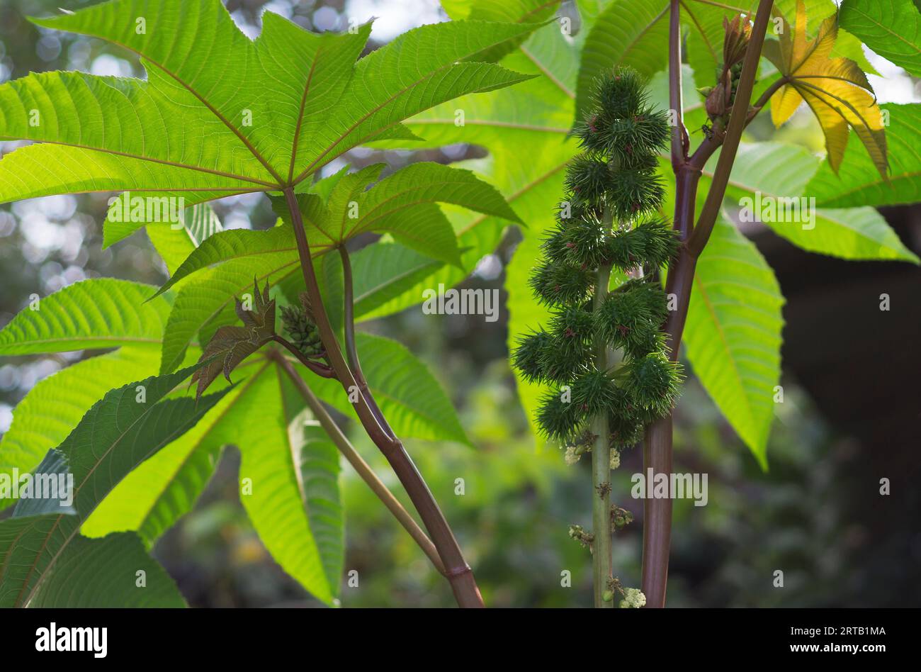 Close up castor bean plant hi-res stock photography and images - Alamy