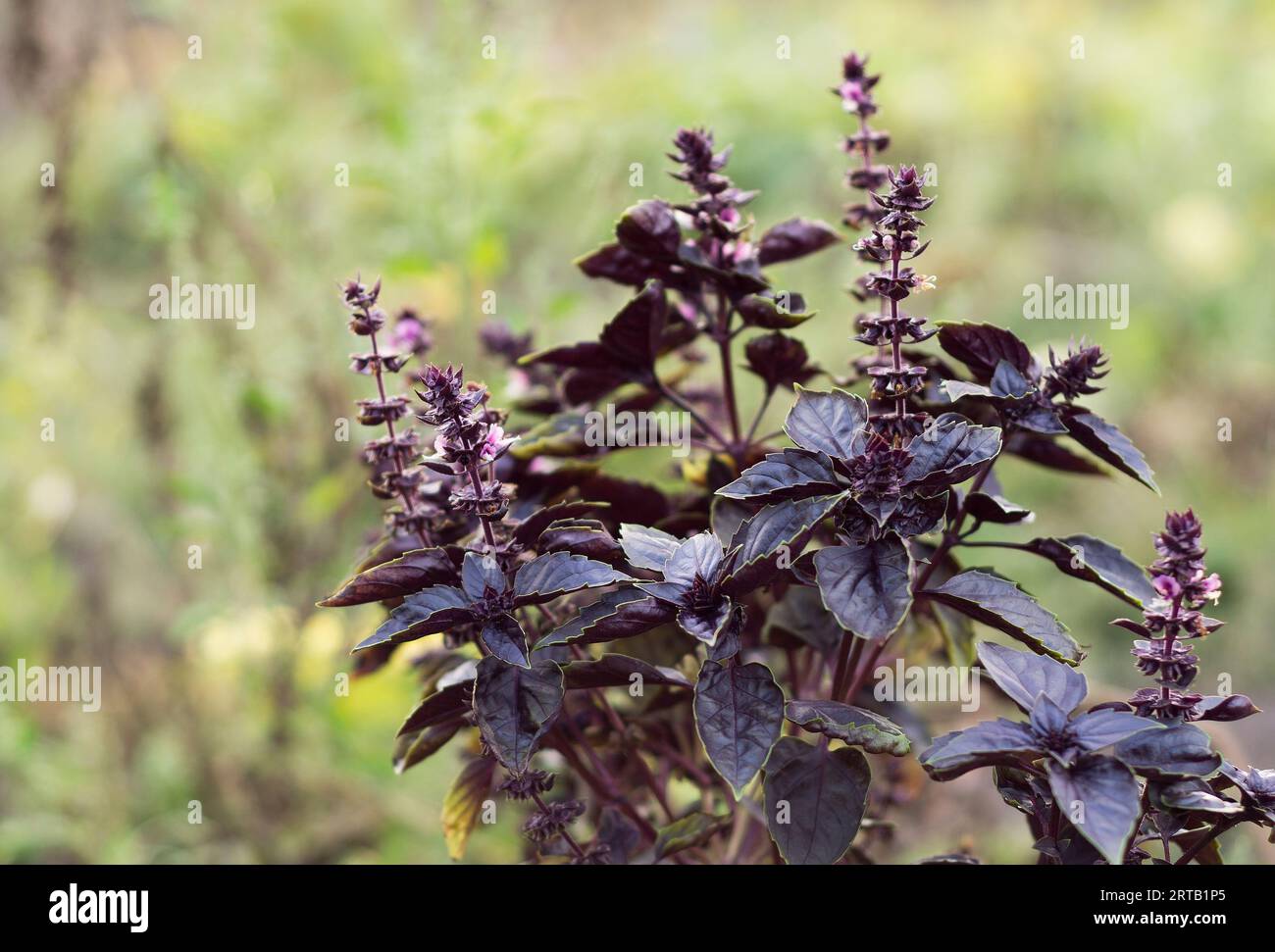 Purple blooming basil, plant in the garden. Eco bio food concept 2 ...