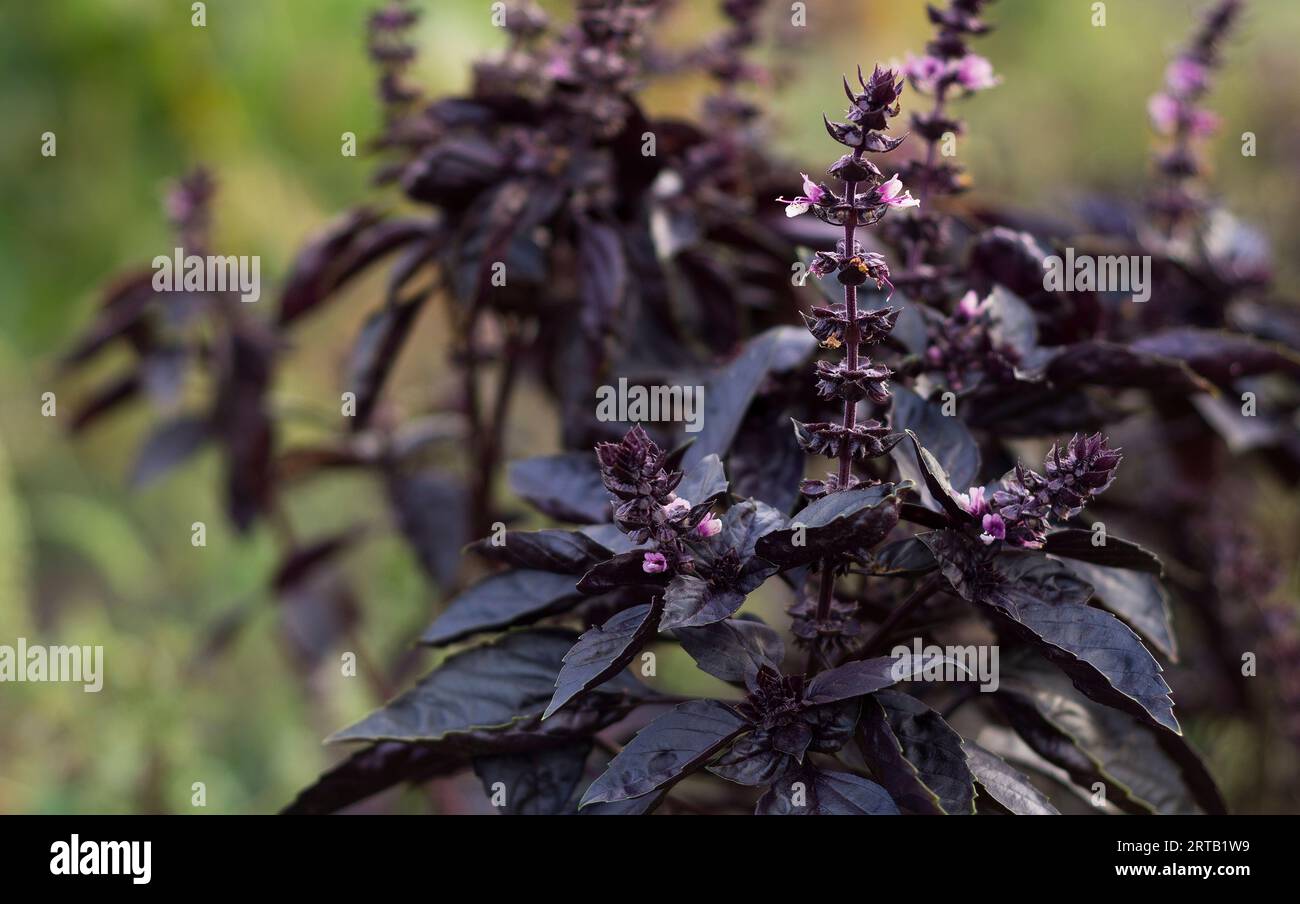 Purple blooming basil, plant in the garden. Eco bio food concept Stock ...