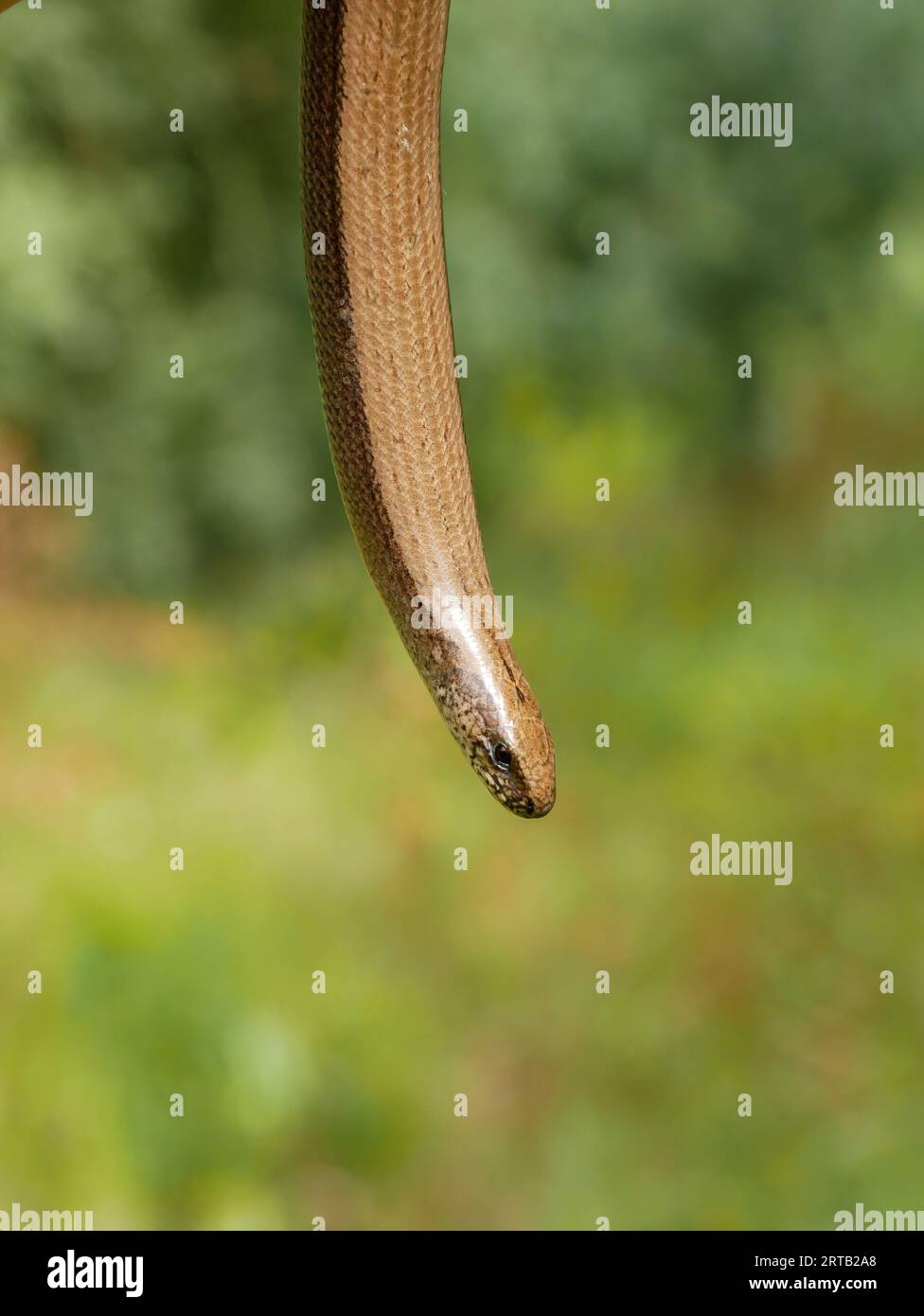 Hanging worm hi-res stock photography and images - Alamy