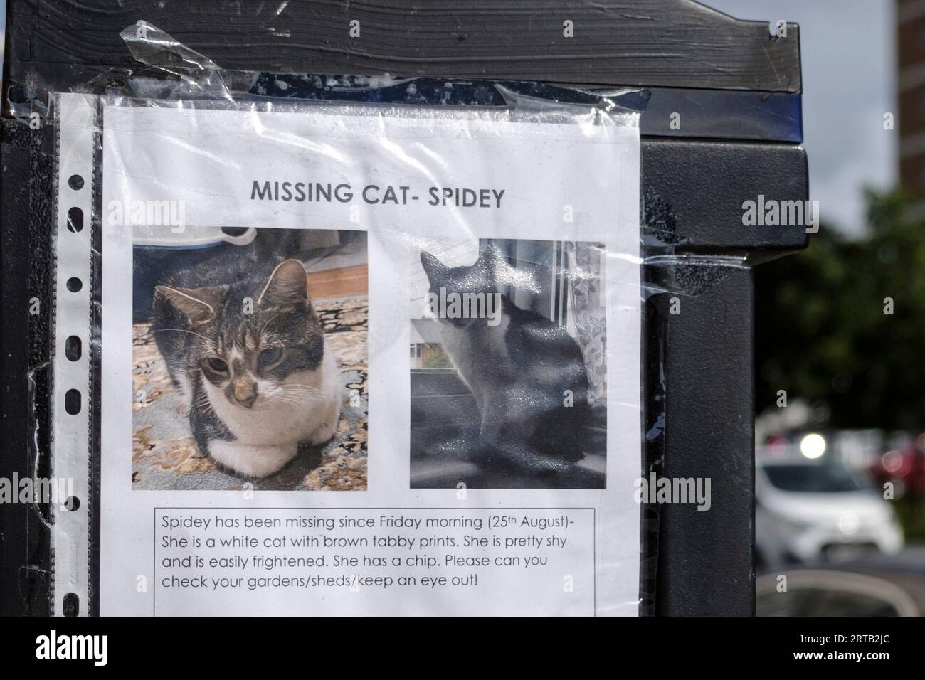 Missing cat poster in Bedminster Bristol, UK Stock Photo - Alamy