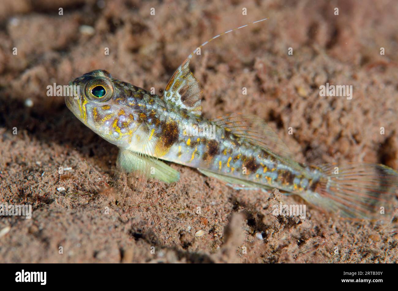 Kojiro Goby, undescribed new species, Gobioidei Family, on sand, Batu ...