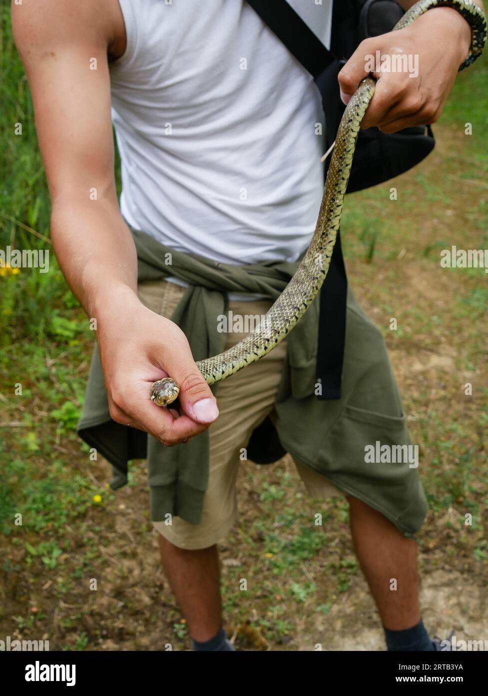 Grass snake being handled Stock Photo - Alamy