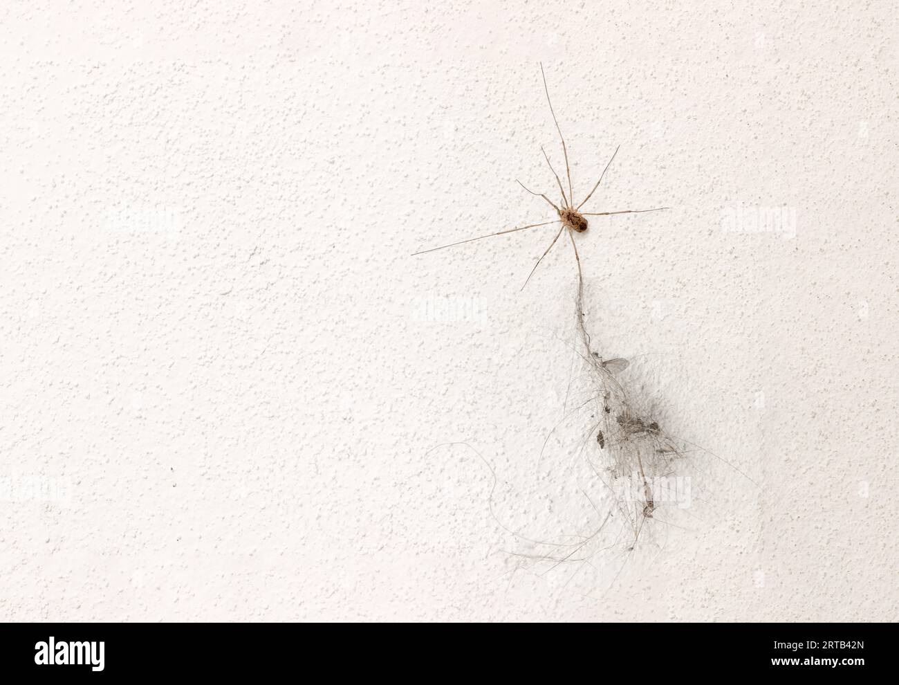 Spider web clump hi-res stock photography and images - Alamy