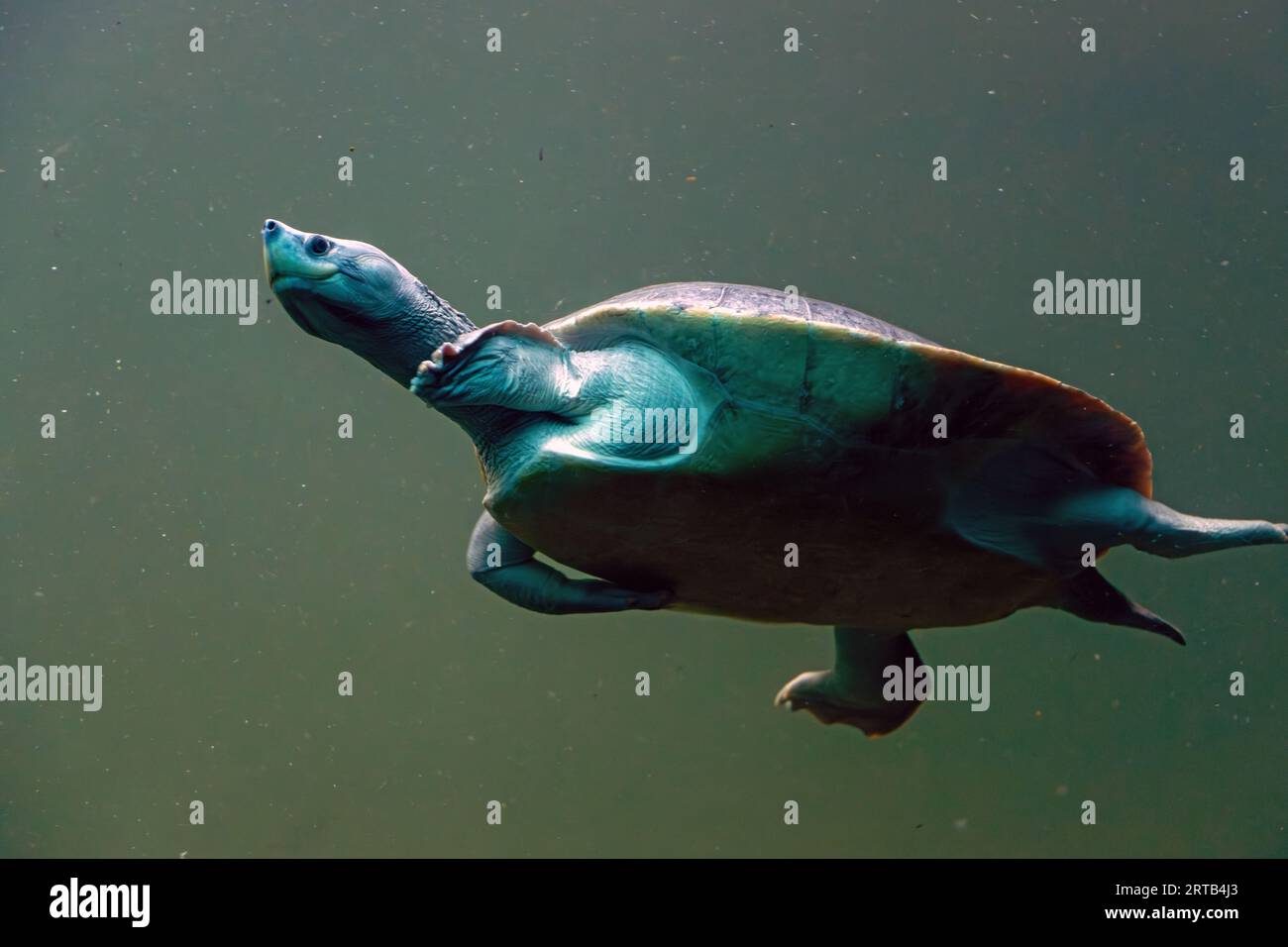 The northern river terrapin (Batagur baska) swims underwater Stock ...