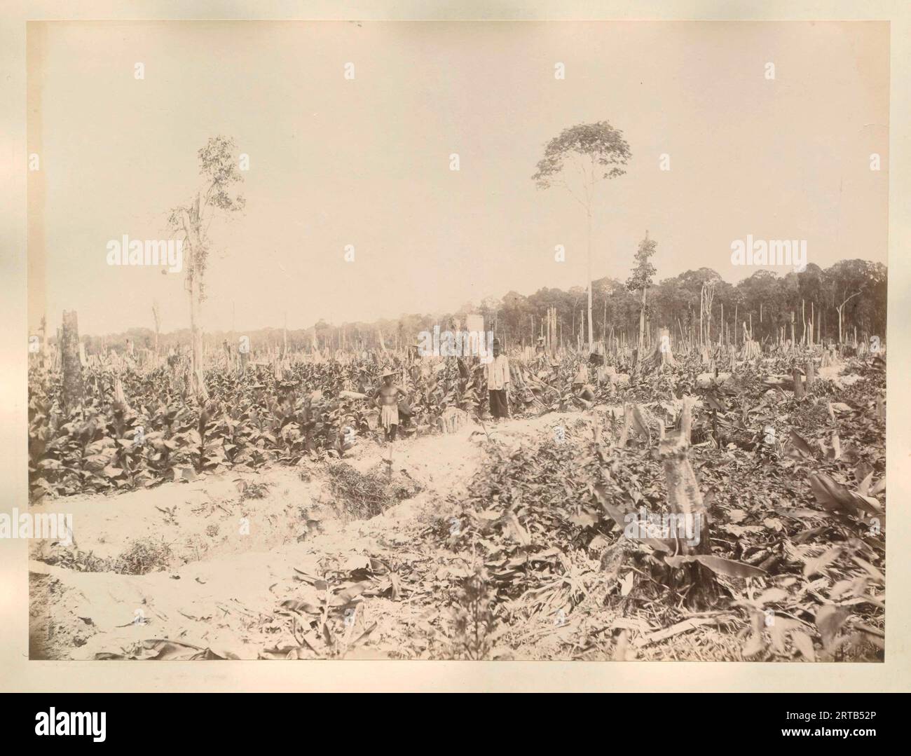 European Colonialism in Indonesia, 1900, 1890, View of a plantation ...