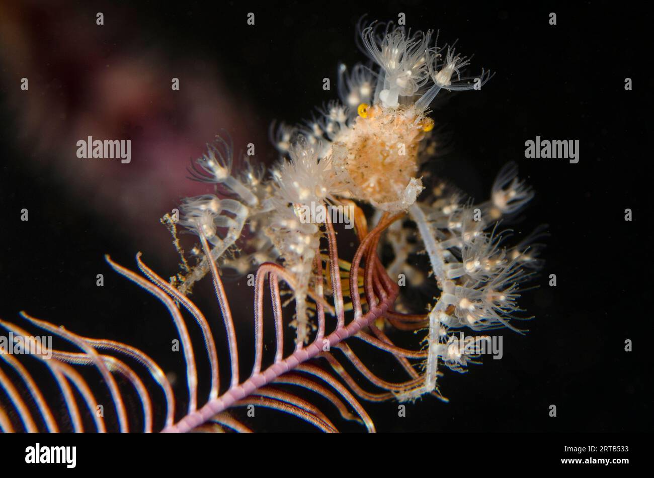 Electric Crab, Achaeus spinosus, carrying small hydropolypes, night ...