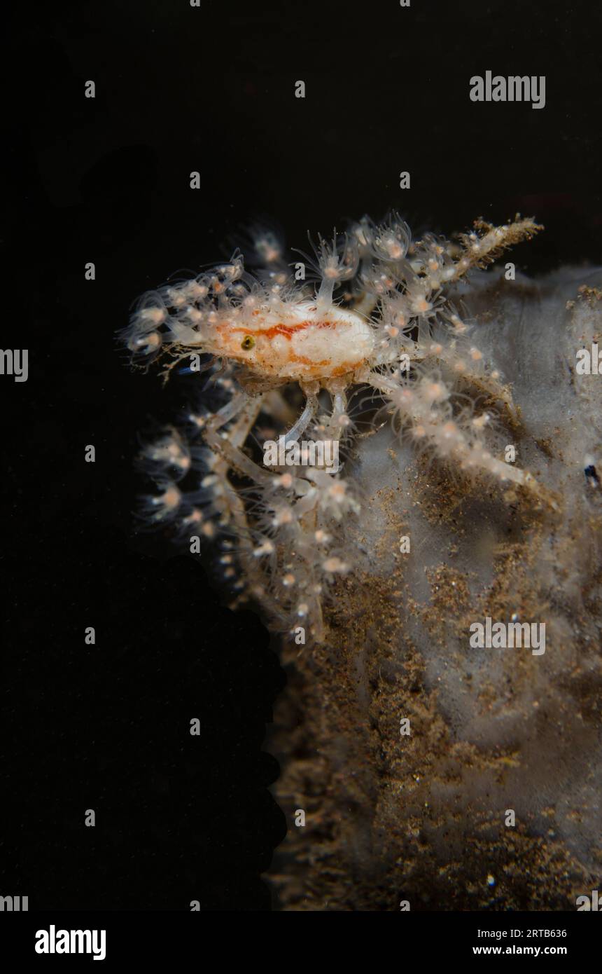 Electric Crab, Achaeus spinosus, carrying small hydropolypes, night ...