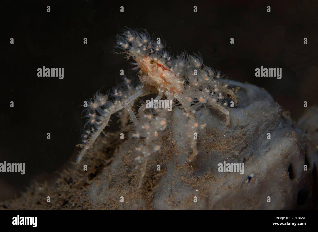 Electric Crab, Achaeus spinosus, carrying small hydropolypes, night ...