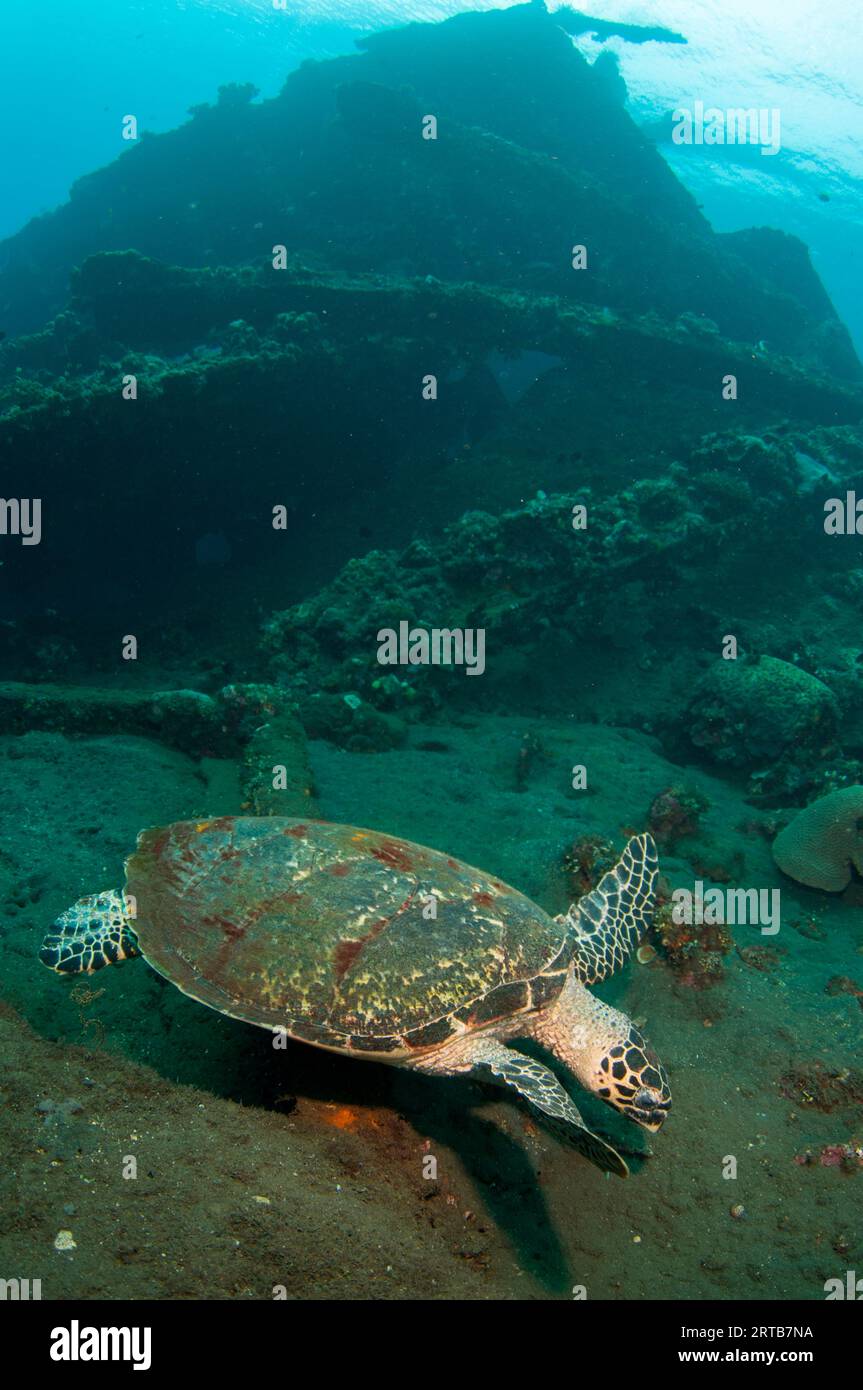 Hawksbill Turtle, Eretmochelys imbricata, classified as Critically ...