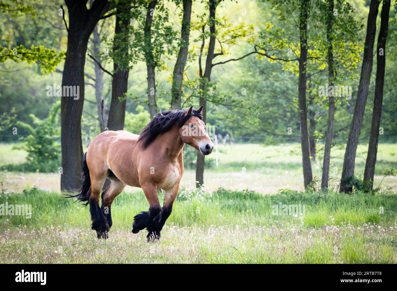 Horse in motion on a pasture Stock Photo - Alamy