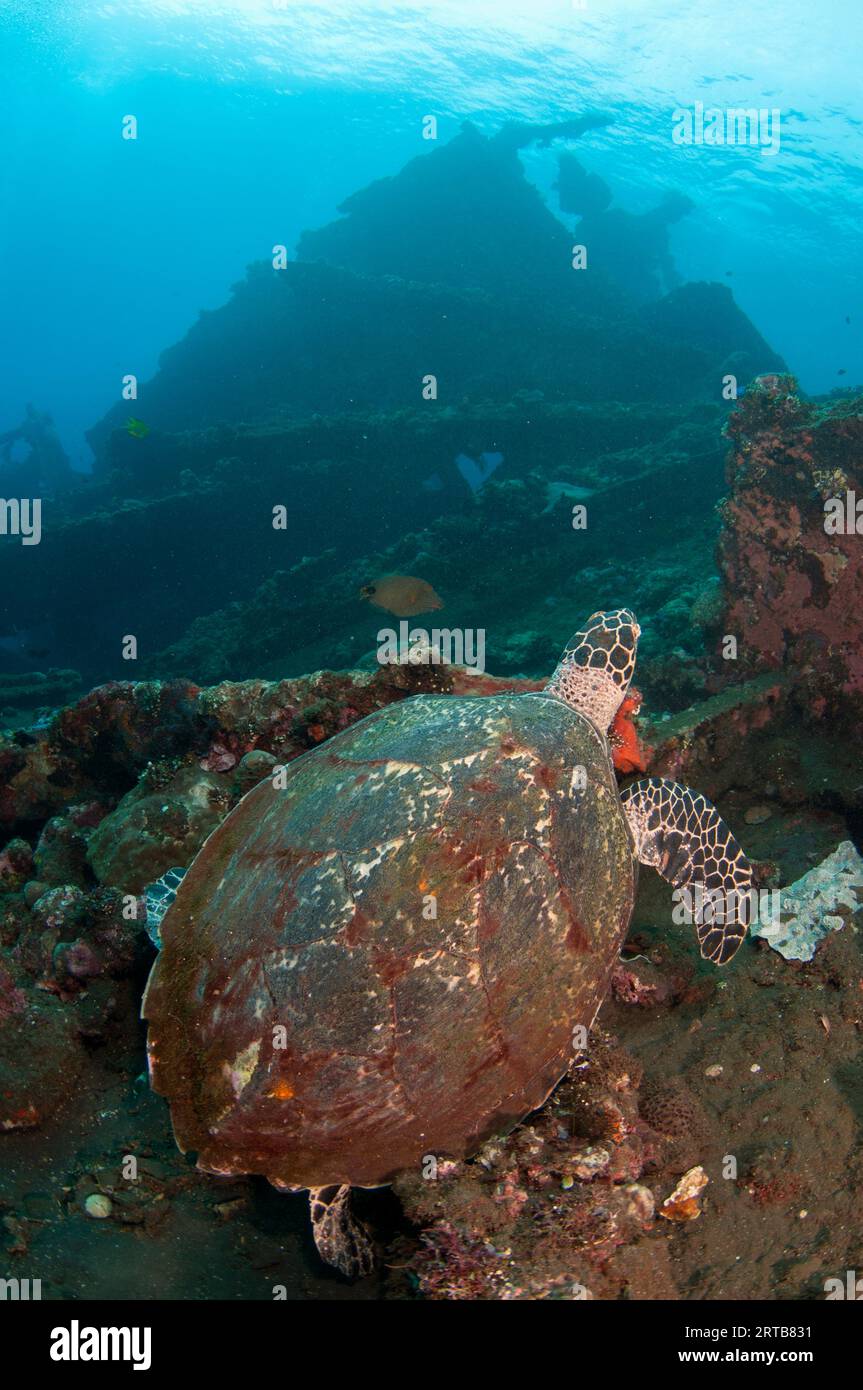 Hawksbill Turtle, Eretmochelys imbricata, classified as Critically ...