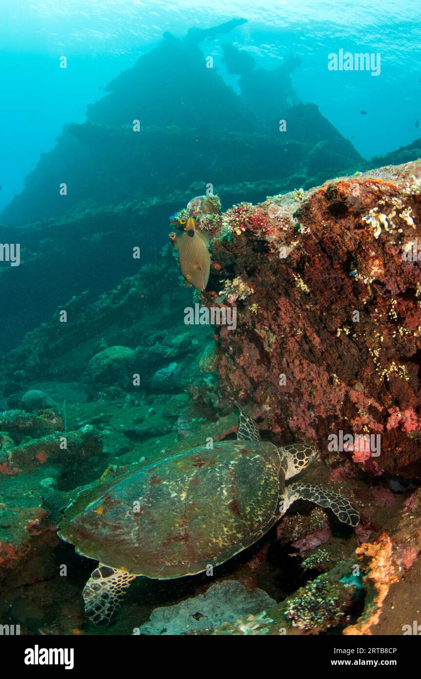 Hawksbill Turtle, Eretmochelys imbricata, classified as Critically ...