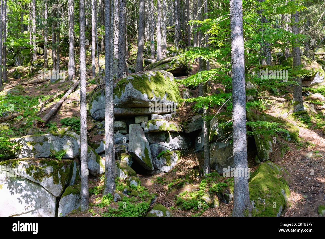 Forest landscape with exposed granite boulders near Srní in the Šumava ...