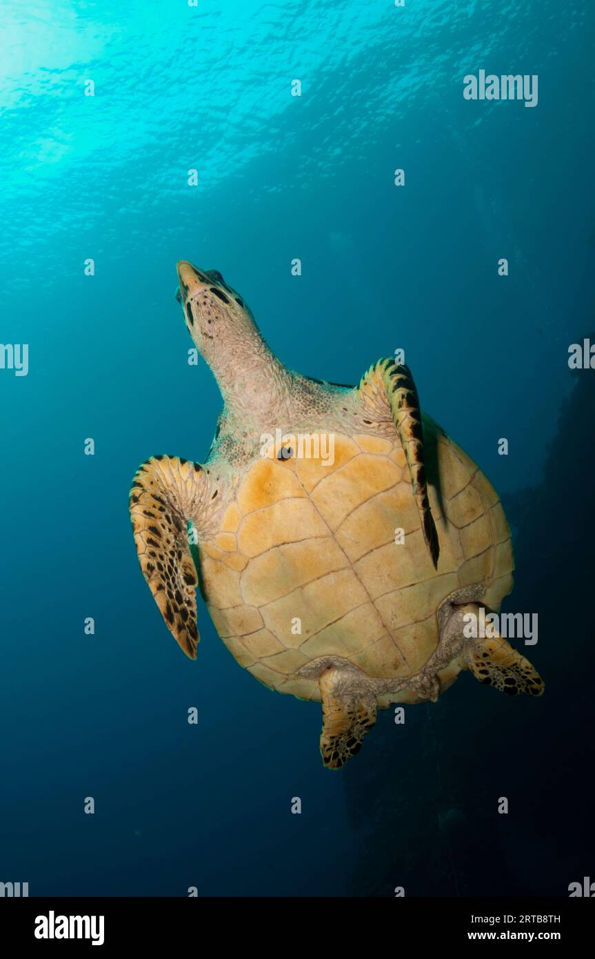 Underside of Hawksbill Turtle, Eretmochelys imbricata, classified as ...