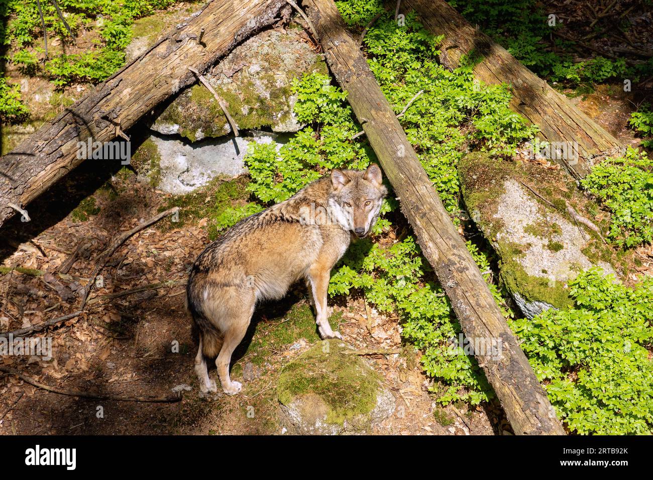 Wolf in the wolf enclosure visitor center Rehberg/Srní in the Šumava ...