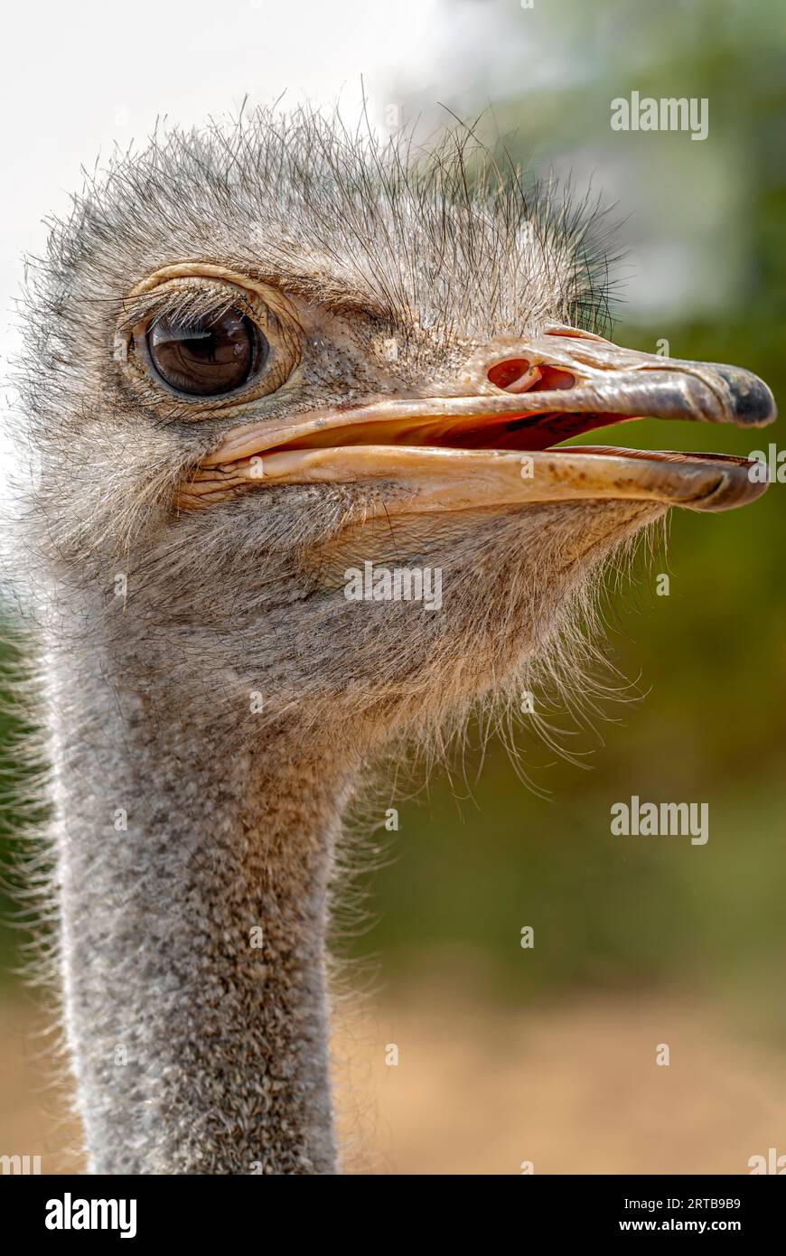 Ostrich angry hi-res stock photography and images - Alamy