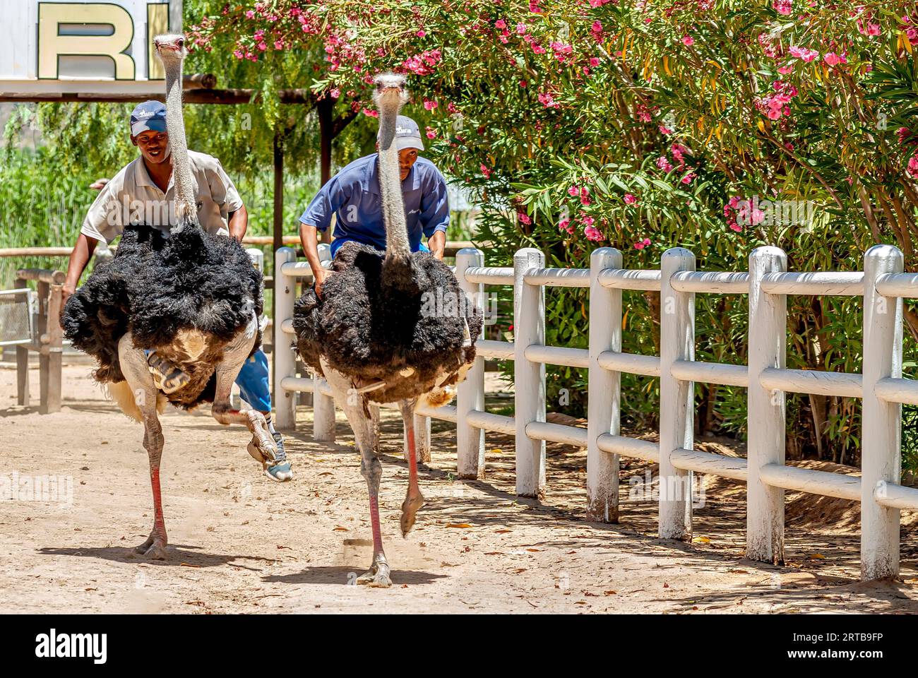 Two African men racing Ostriches at Farm near Mosselbay, South Africa ...