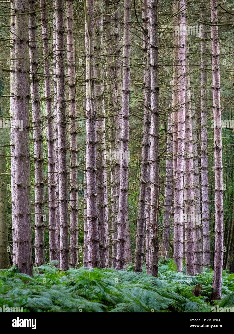 A woodland full of straight tree trunks creates vertical patterns ...