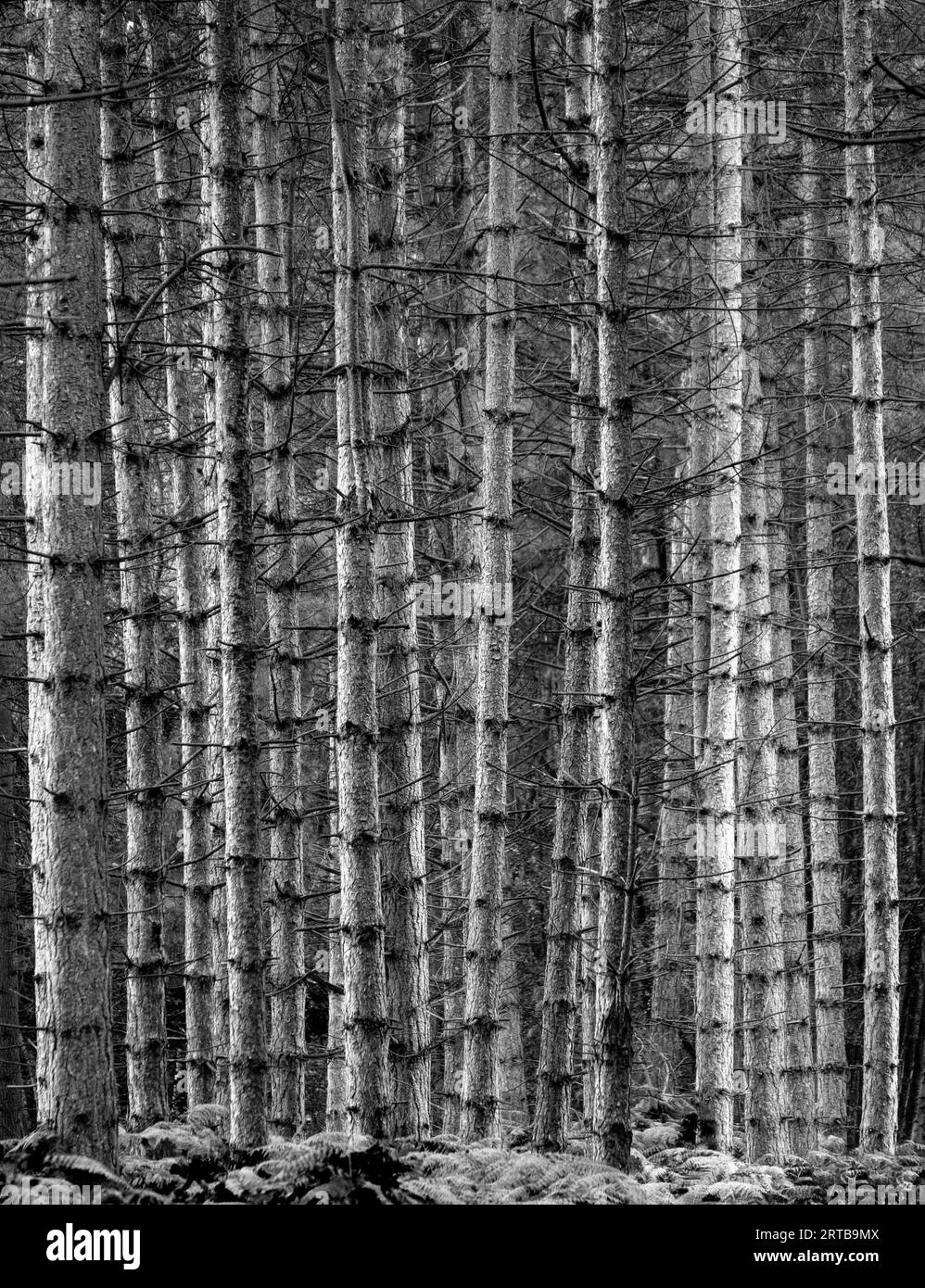 A woodland full of straight tree trunks creates vertical patterns ...