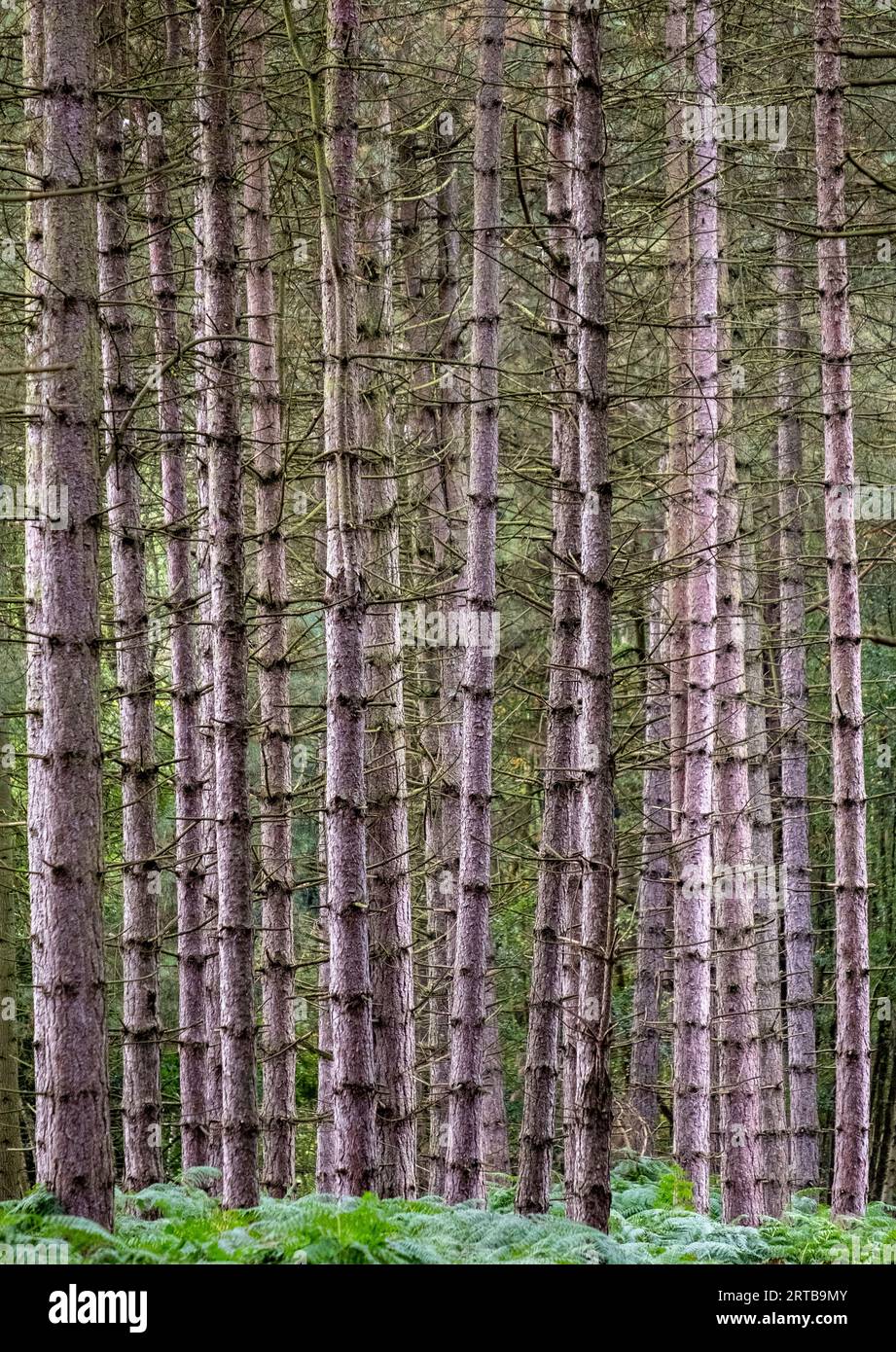 A woodland full of straight tree trunks creates vertical patterns ...