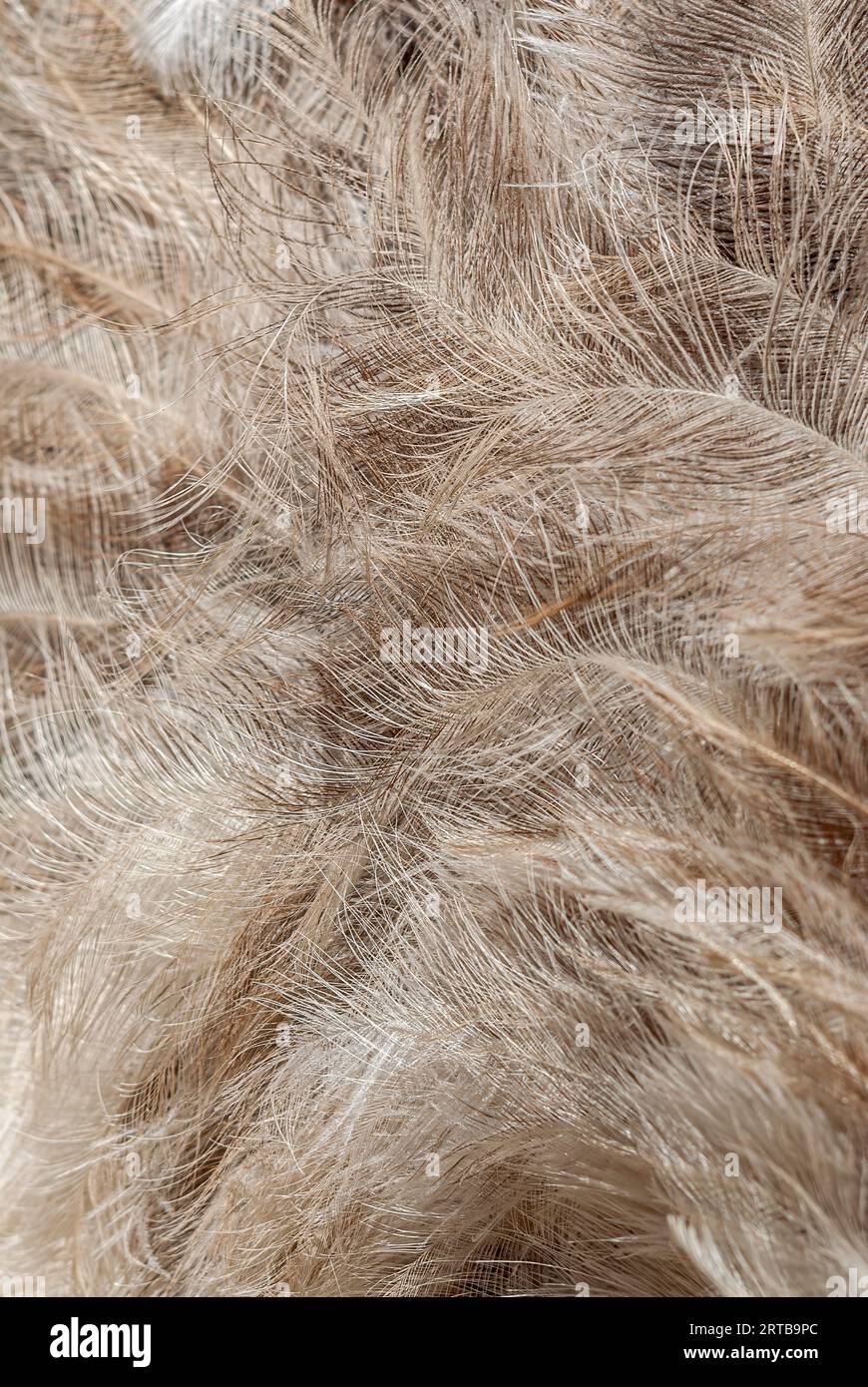 Ostrich fluff feather white hi-res stock photography and images - Alamy