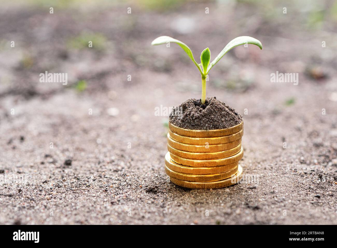 Trees growing on piles of money coins on backdrop blurred of nature ...