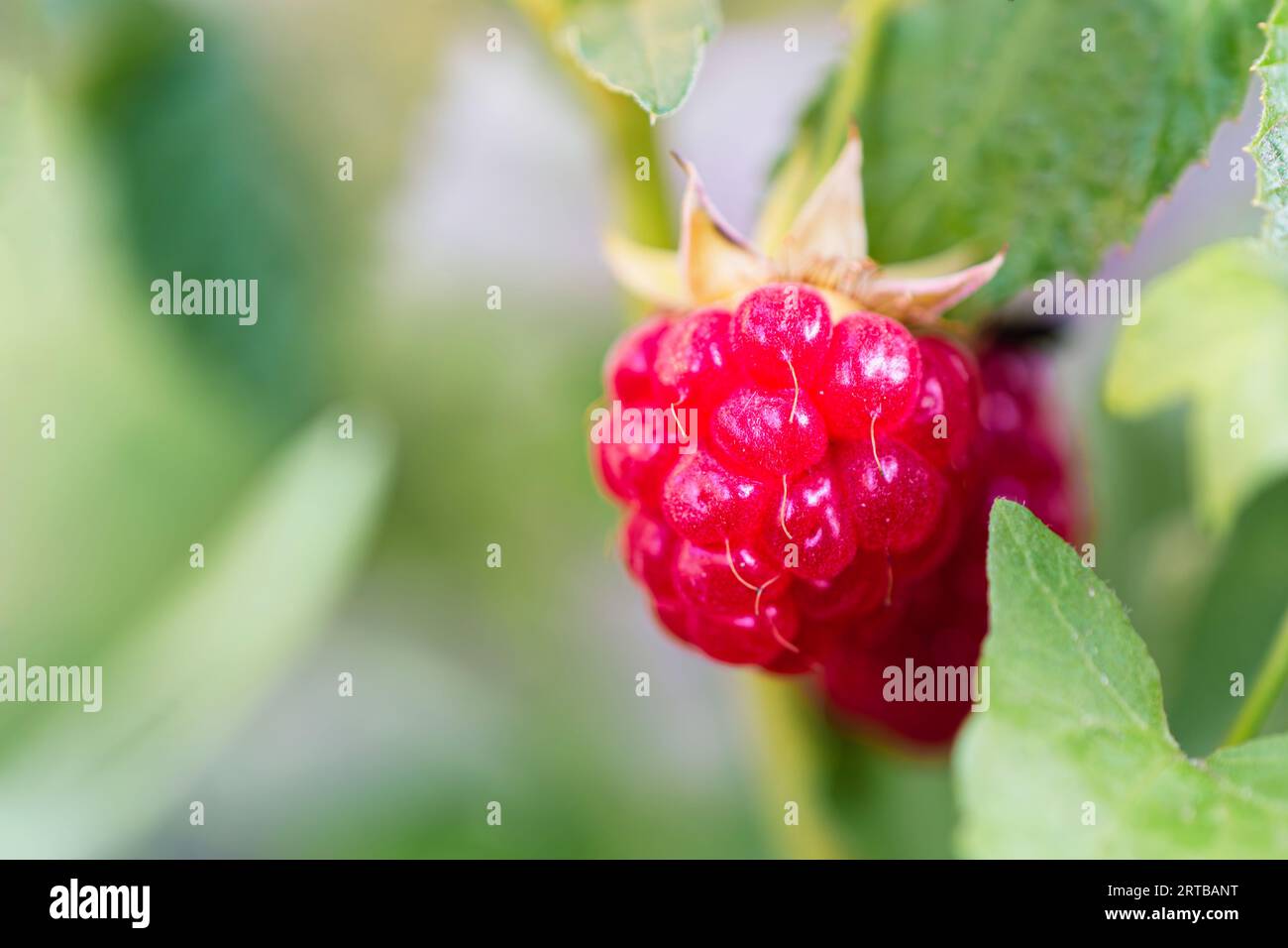 Tonsberg hi-res stock photography and images - Alamy