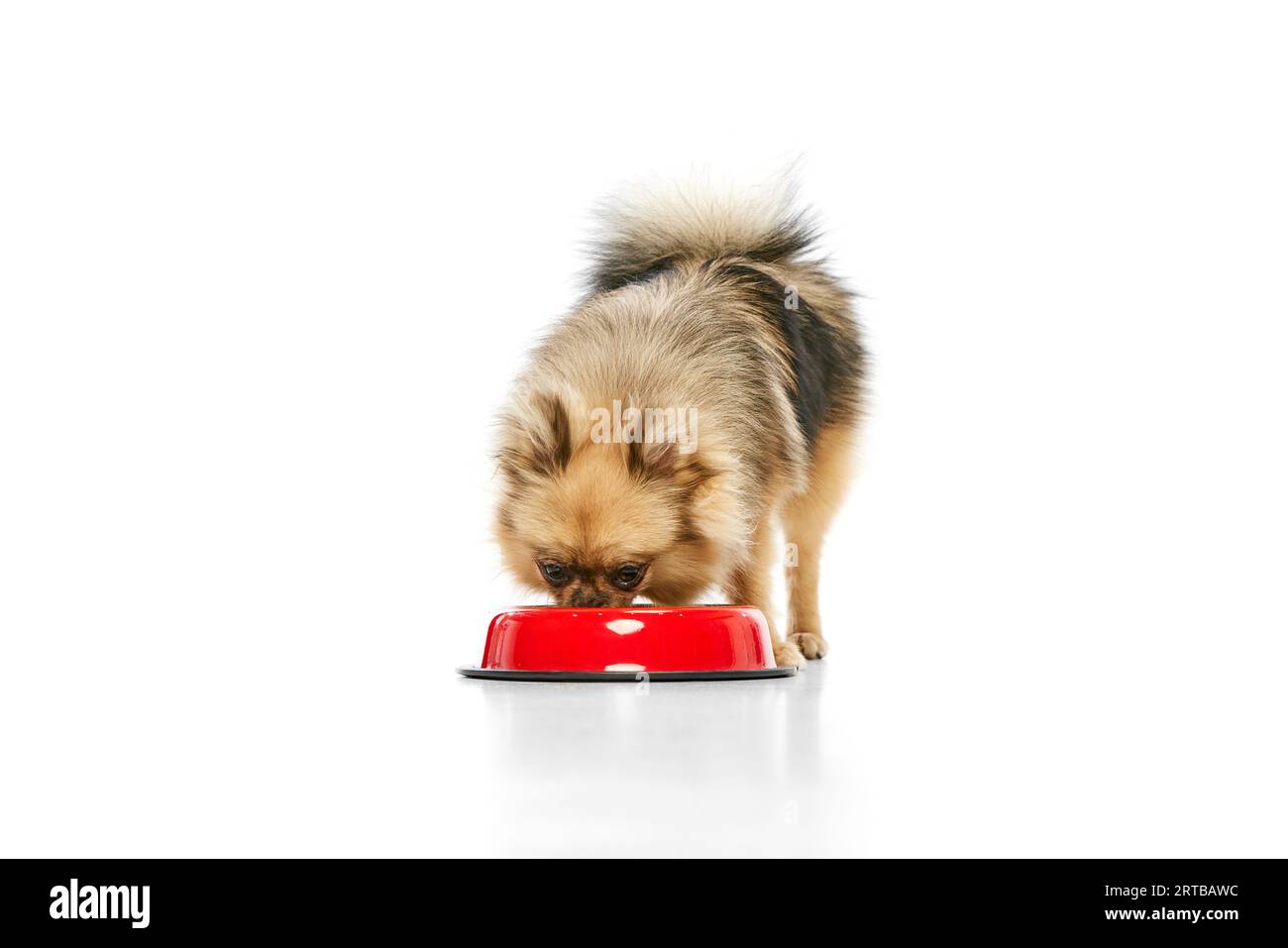 Nutrition. Little, cute, purebred pomeranian spitz dog eating over ...