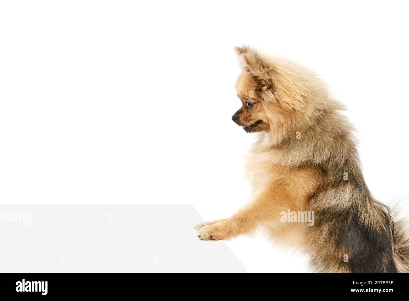 Cute, adorable little pet, pomeranian spitz purebred dog leaning on ...