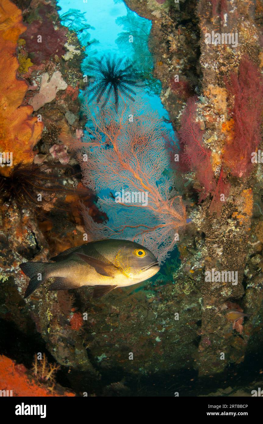 Midnight Snapper, Macolor macularis, Liberty Wreck dive site, Tulamben ...