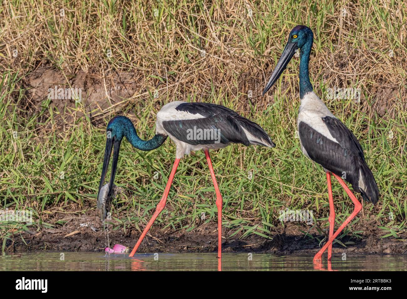 A male Black-Necked Stork has caught a Barramundi. Northern Territory ...