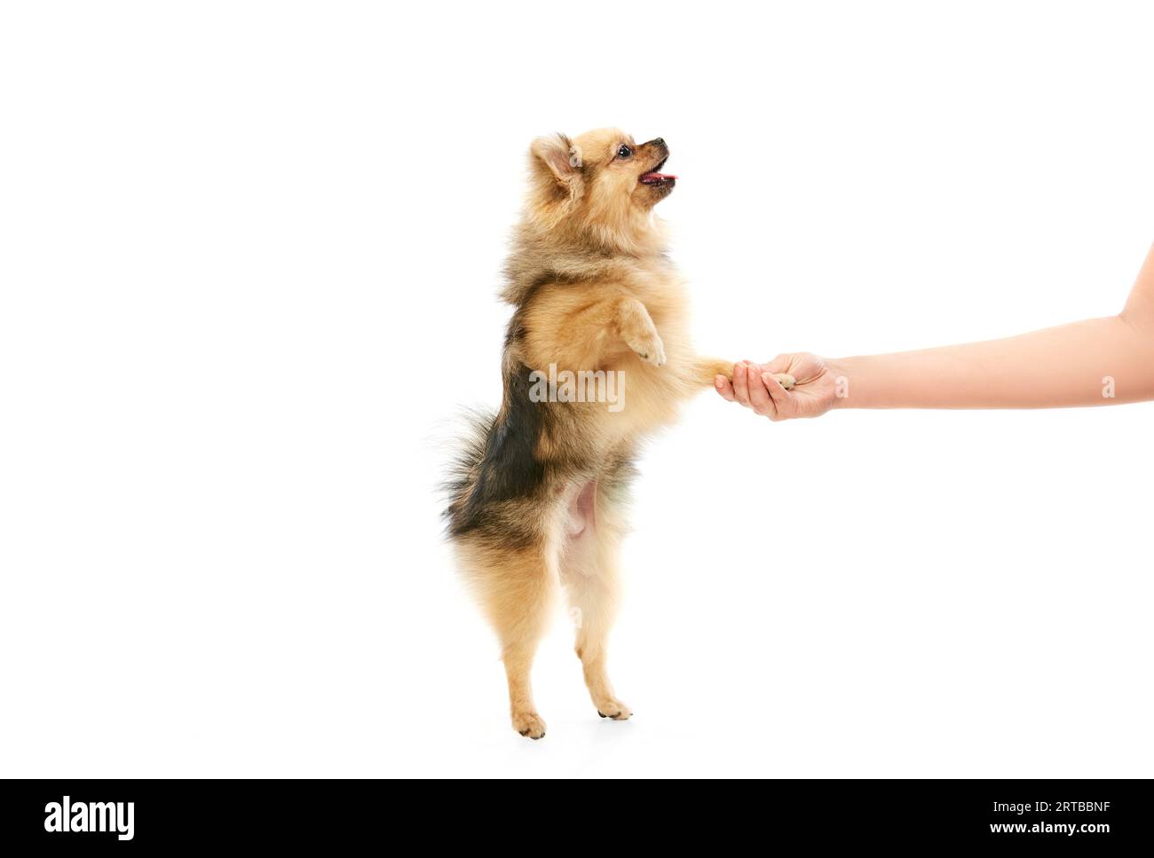 Pet friend. Cute, little dog, purebred pomeranian spitz standing on ...