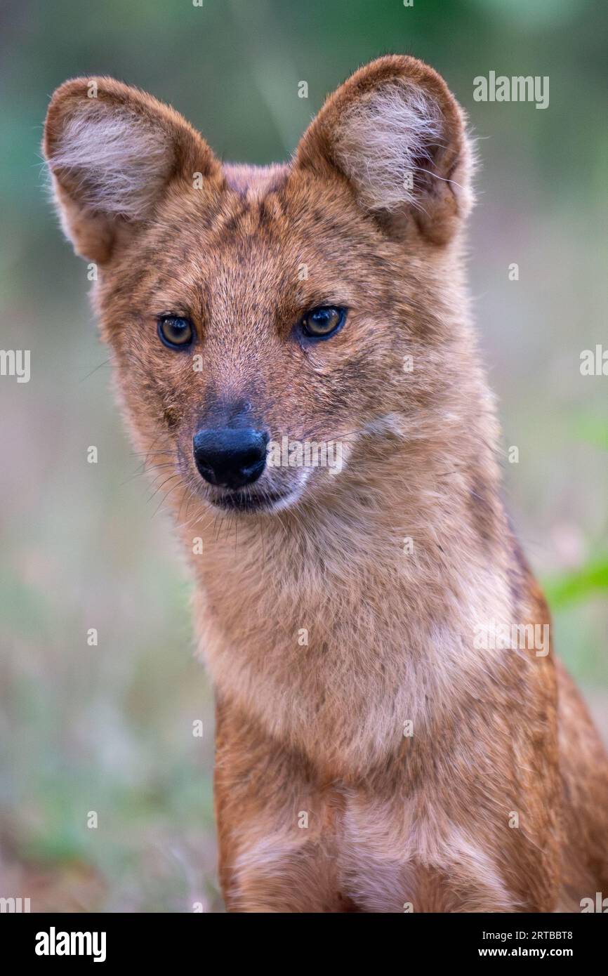 Wild Dogs Hunting - Bandipur, Karnataka, India Stock Photo - Alamy