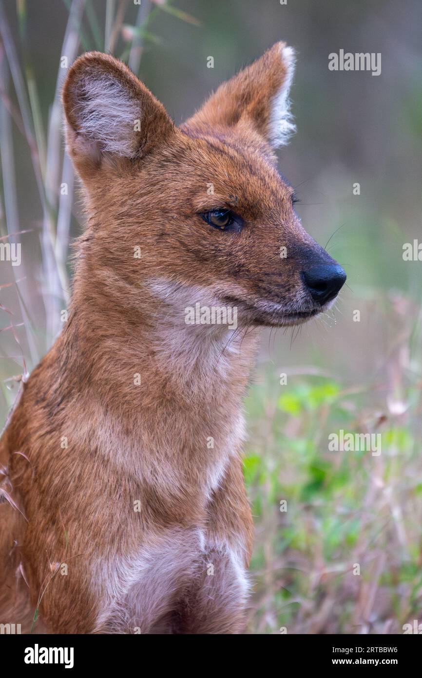 Wild Dogs Hunting - Bandipur, Karnataka, India Stock Photo - Alamy