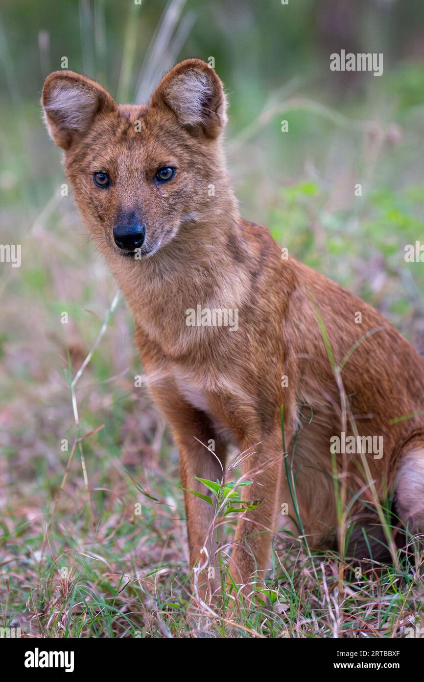 Br hills karnataka hi-res stock photography and images - Alamy