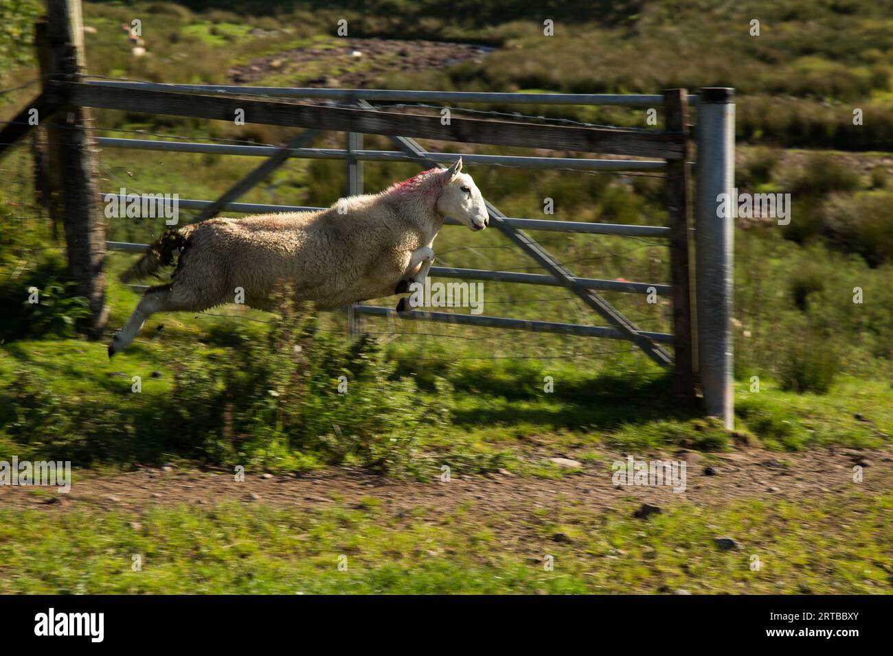 Cantref Reservoir Brycheiniog Brecon Beacons Stock Photo - Alamy