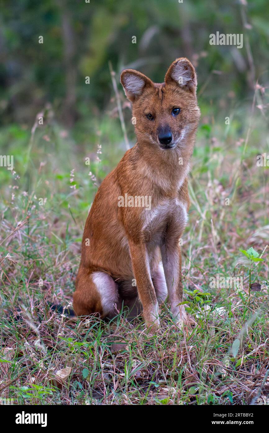 Br hills karnataka hi-res stock photography and images - Alamy
