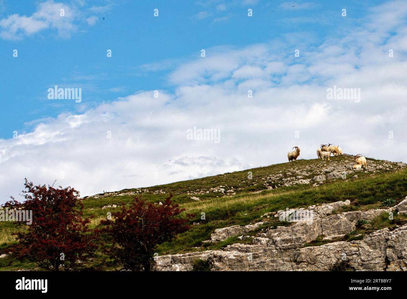 Wooly head hi-res stock photography and images - Alamy