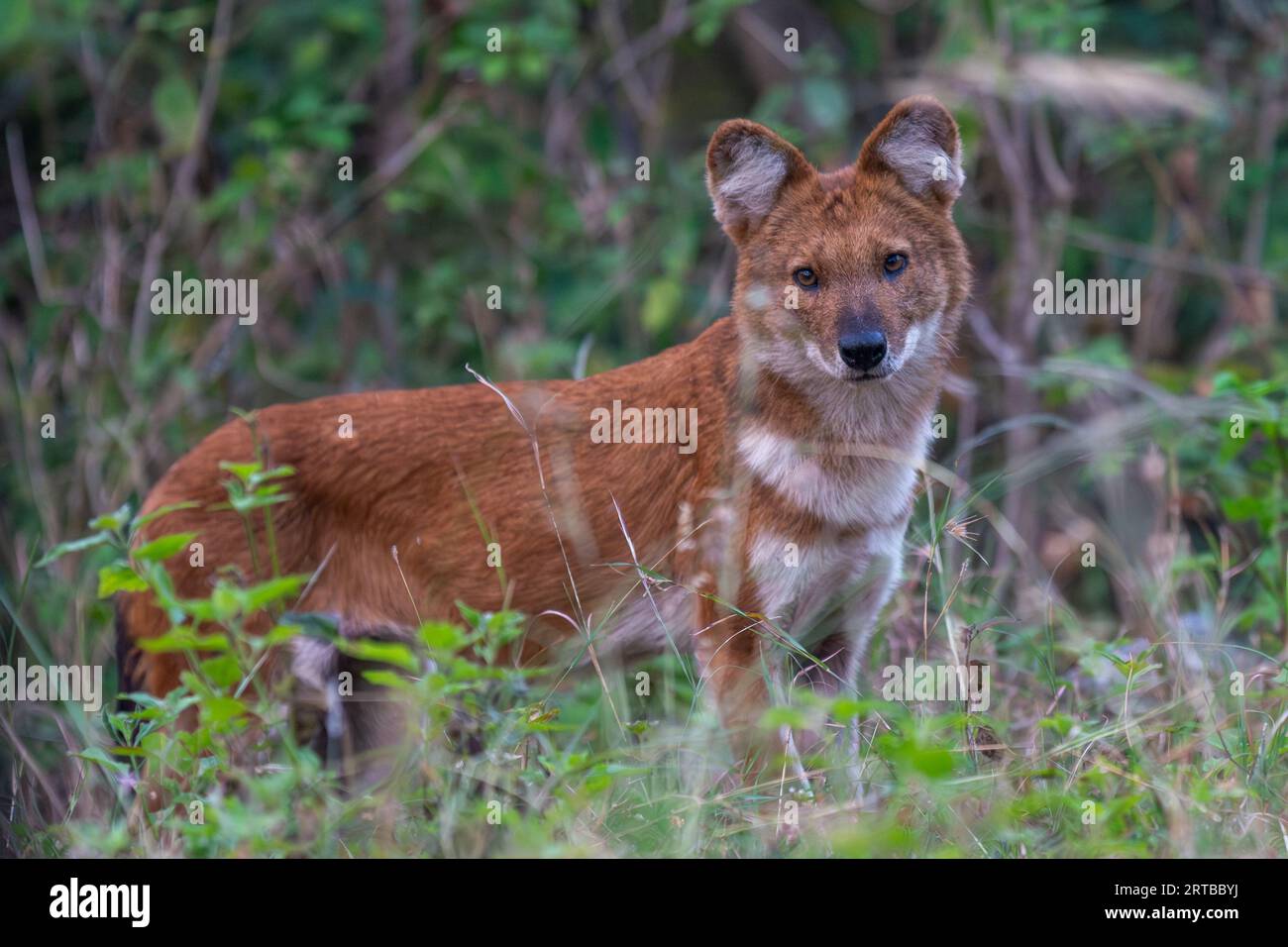 Wild Dogs Hunting - Bandipur, Karnataka, India Stock Photo - Alamy
