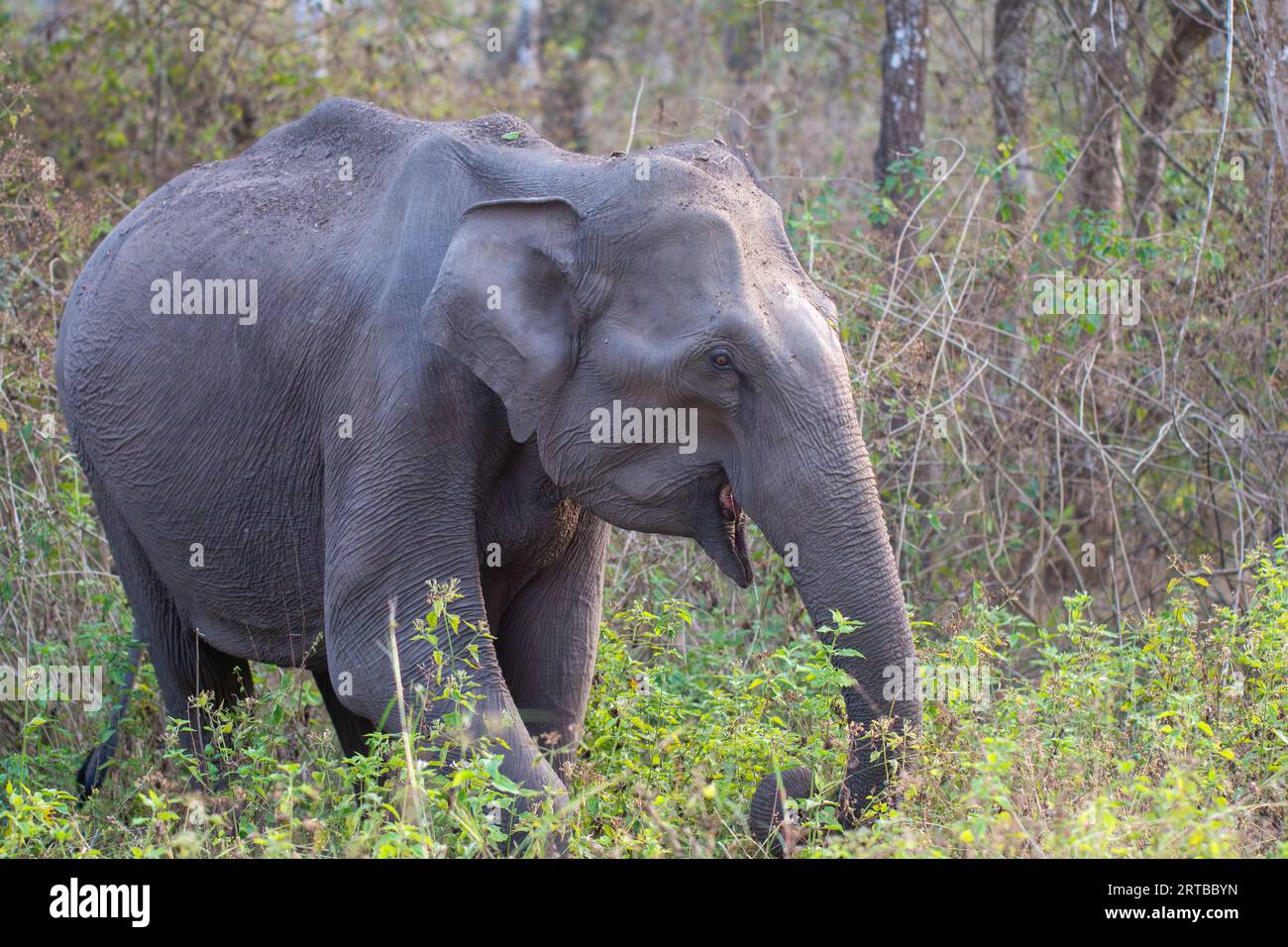 Asian elephant grazing hi-res stock photography and images - Alamy