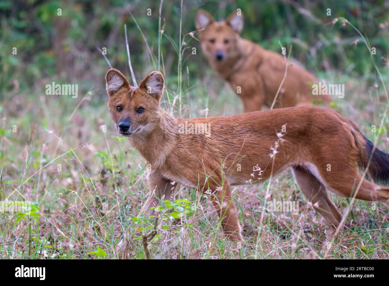 Wild Dogs Hunting - Bandipur, Karnataka, India Stock Photo - Alamy